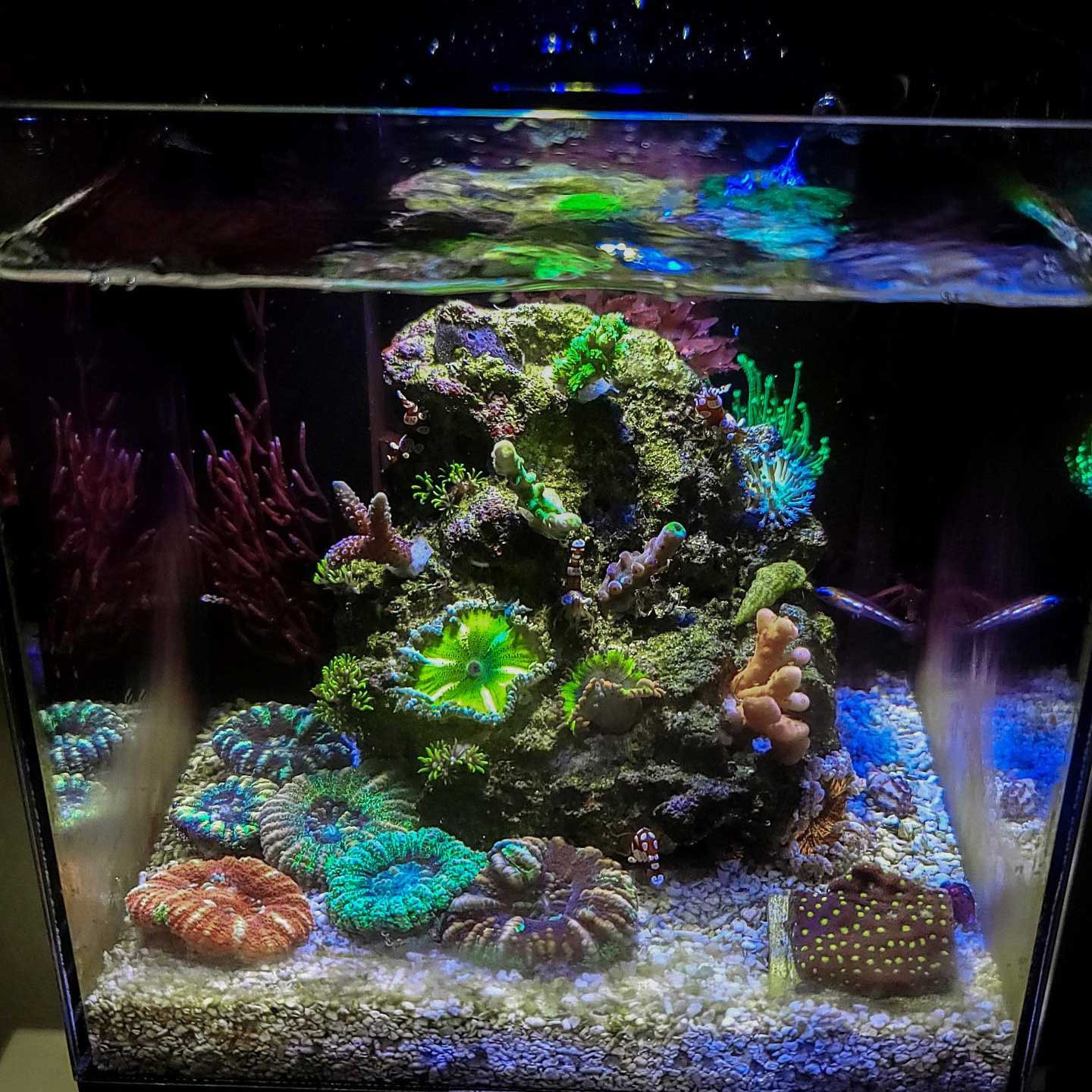 Micro Reef Ready Tank (0.3 Gallon) Standard (BLACK) - PNW Customs ...