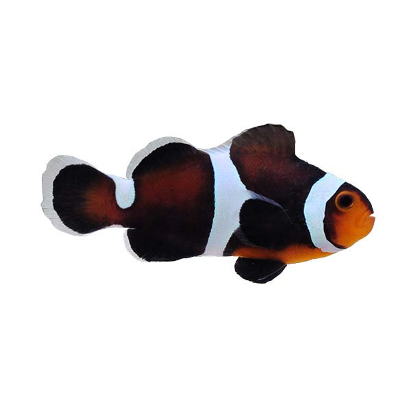 Live - ORA Saltwater Fish - ORA Clownfish - Page 1 - SaltwaterAquarium.com