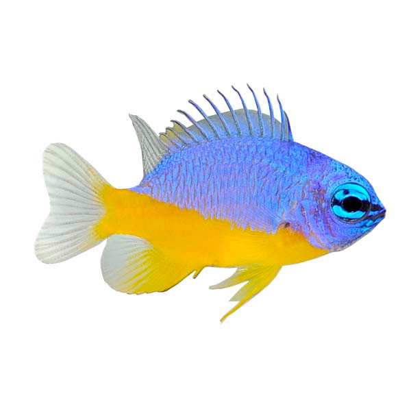 Live - ORA Saltwater Fish - Other ORA Fish - SaltwaterAquarium.com