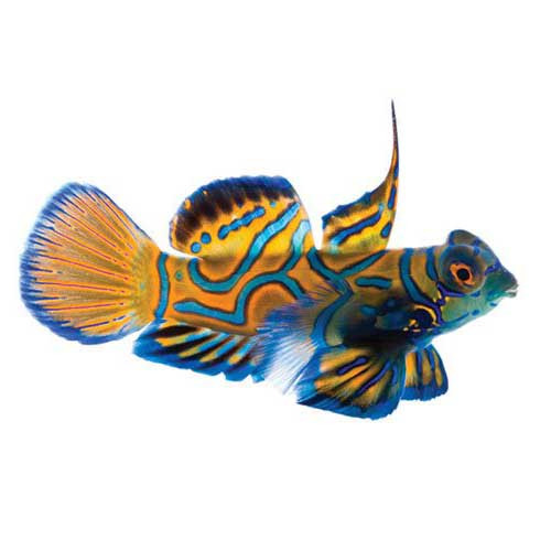 Live - ORA Saltwater Fish - Other ORA Fish - SaltwaterAquarium.com