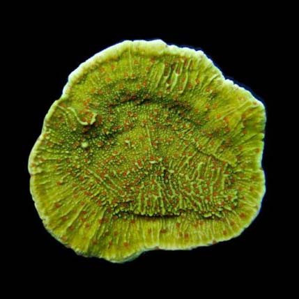 ORA Products - SaltwaterAquarium.com