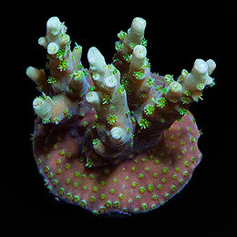 ORA Products - SaltwaterAquarium.com