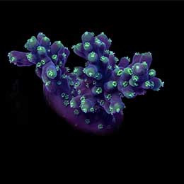 ORA Products - SaltwaterAquarium.com