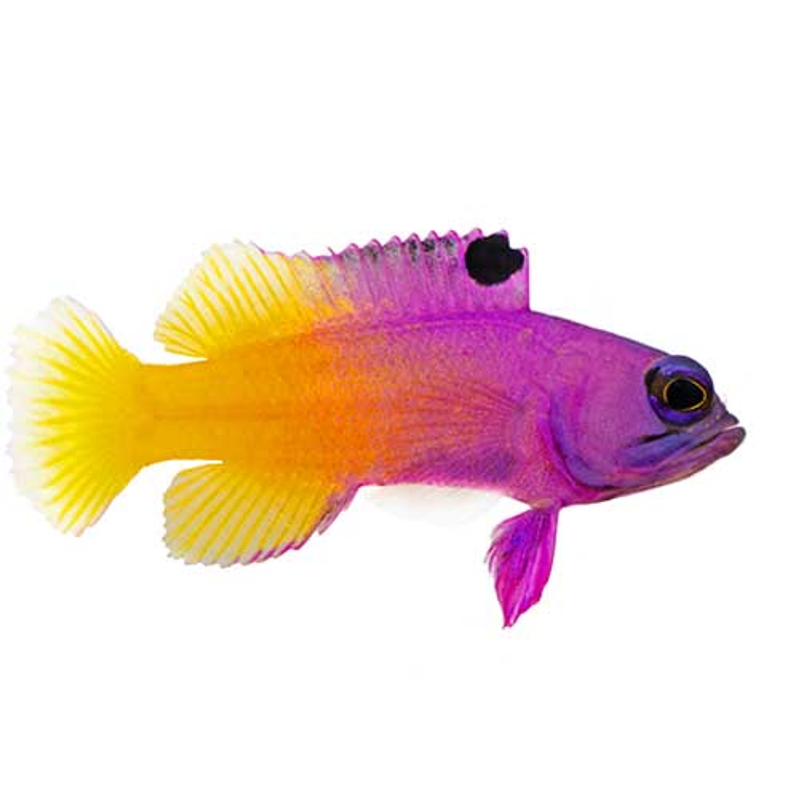 Live - ORA Saltwater Fish - Other ORA Fish - SaltwaterAquarium.com