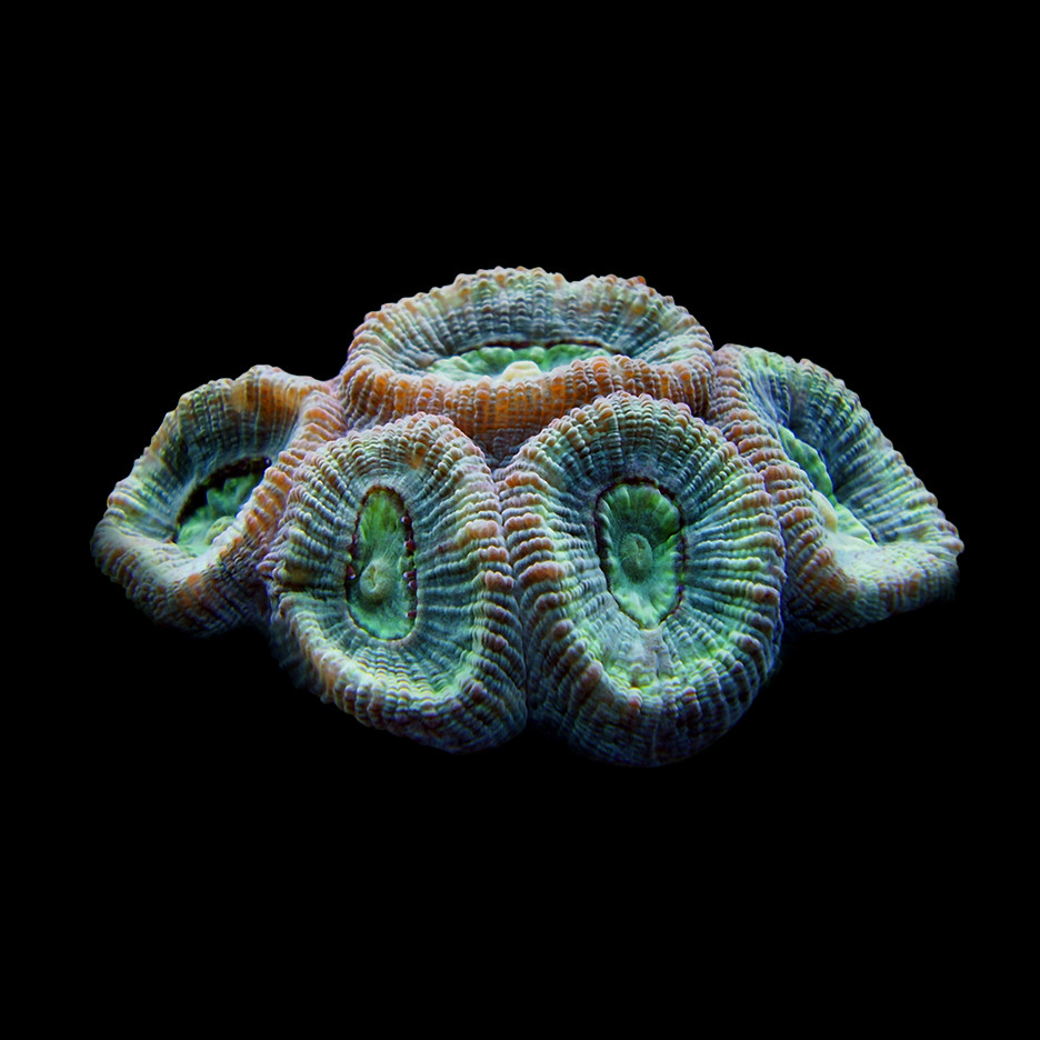 ORA Products - SaltwaterAquarium.com