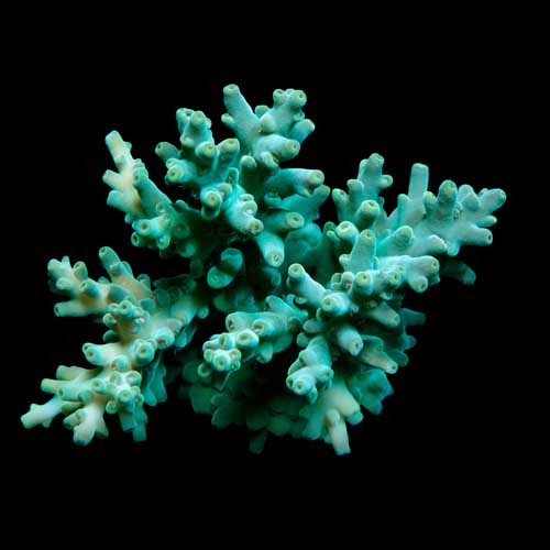 ORA Products - SaltwaterAquarium.com