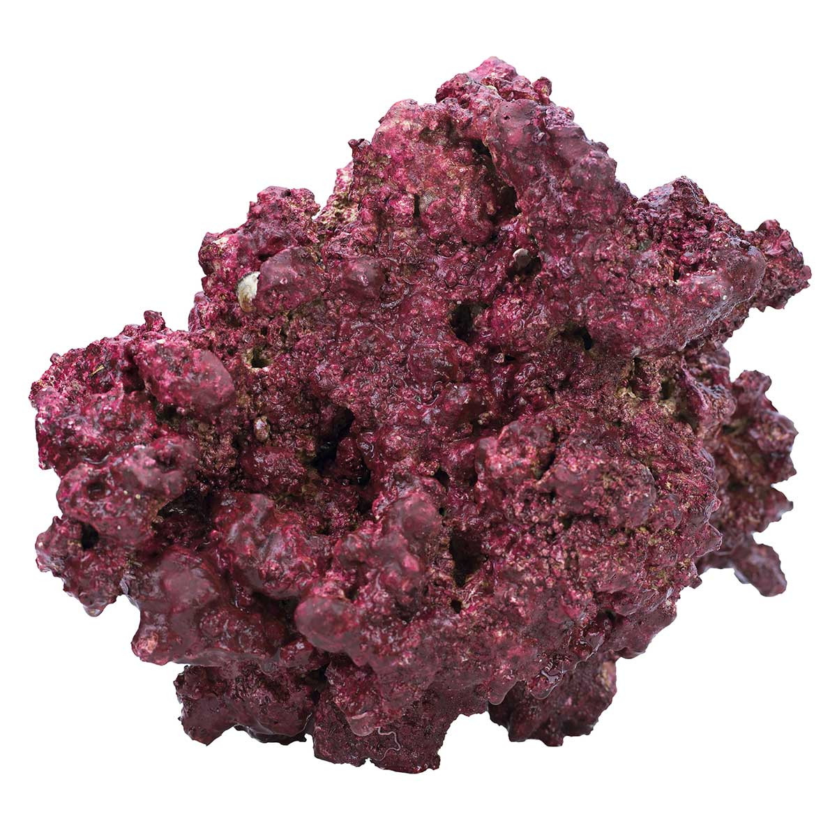 Live Rock - Wet & Dry for Saltwater & Freshwater Aquariums