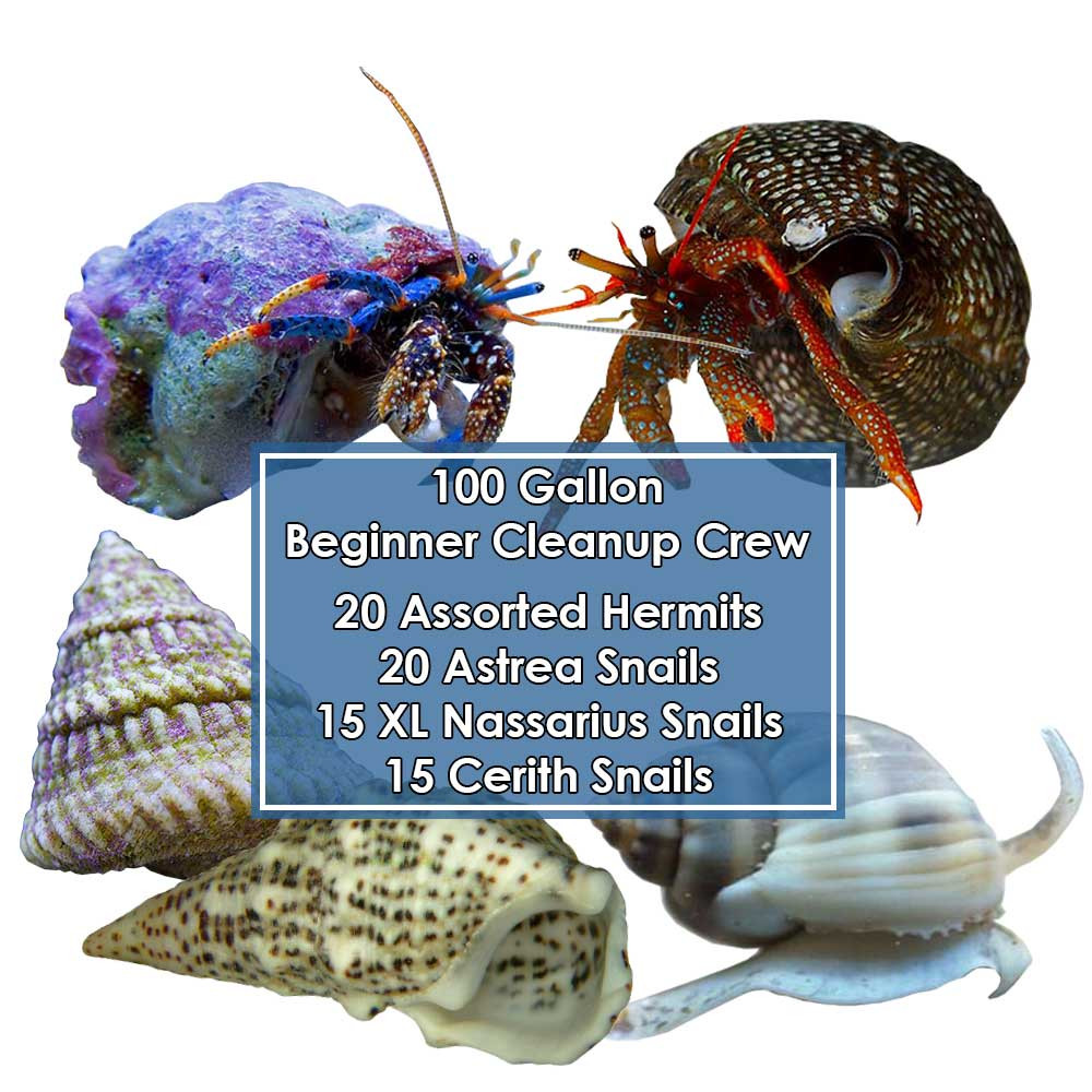 100 Gallon Beginner Reef Cleanup Crew - SaltwaterAquarium.com