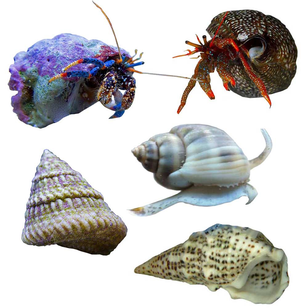 100 Gallon Beginner Reef Cleanup Crew - SaltwaterAquarium.com