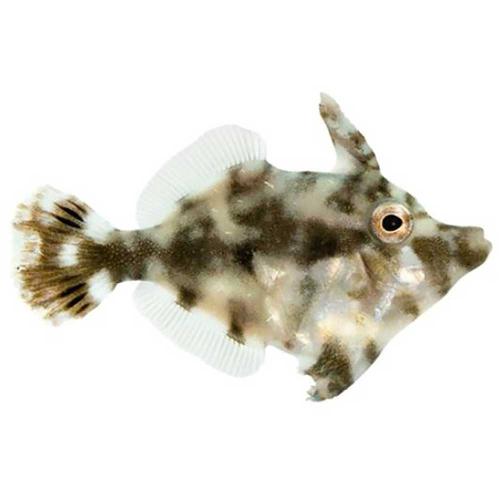 Live Fish from ORA - Saltwater & Marine Reef Aquariums