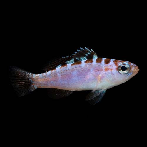 Live - ORA Saltwater Fish - Other ORA Fish - SaltwaterAquarium.com