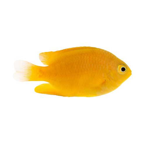 Live - ORA Saltwater Fish - Other ORA Fish - SaltwaterAquarium.com