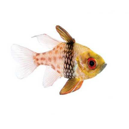 Live Fish from ORA - Saltwater & Marine Reef Aquariums