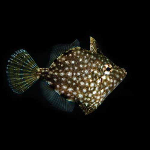 Live - ORA Saltwater Fish - ORA Filefish - SaltwaterAquarium.com