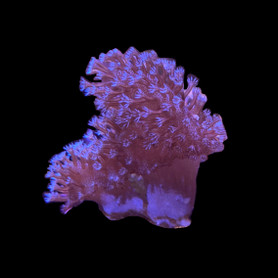 Saltwater Coral Farm Products - SaltwaterAquarium.com