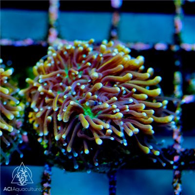 ACI Cultured Golden Galaxea Coral - SAQ Coral Farm - SaltwaterAquarium.com