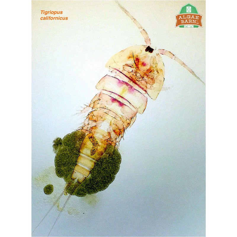 Pods Tig 3000+ (16 oz) Live Copepods (Tigriopus Californicus) - Algae ...