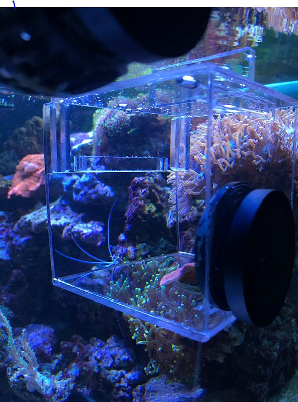 SaltwaterAquarium Large Acrylic Fish & Pest Trap 9" x 5" x 6" for ...