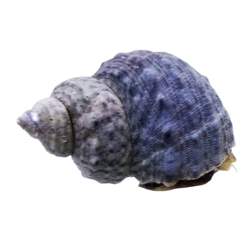 (10) Pack LARGE Mexican Turbo Snail (Turob Fluctuosa) - Cleanup Crew ...