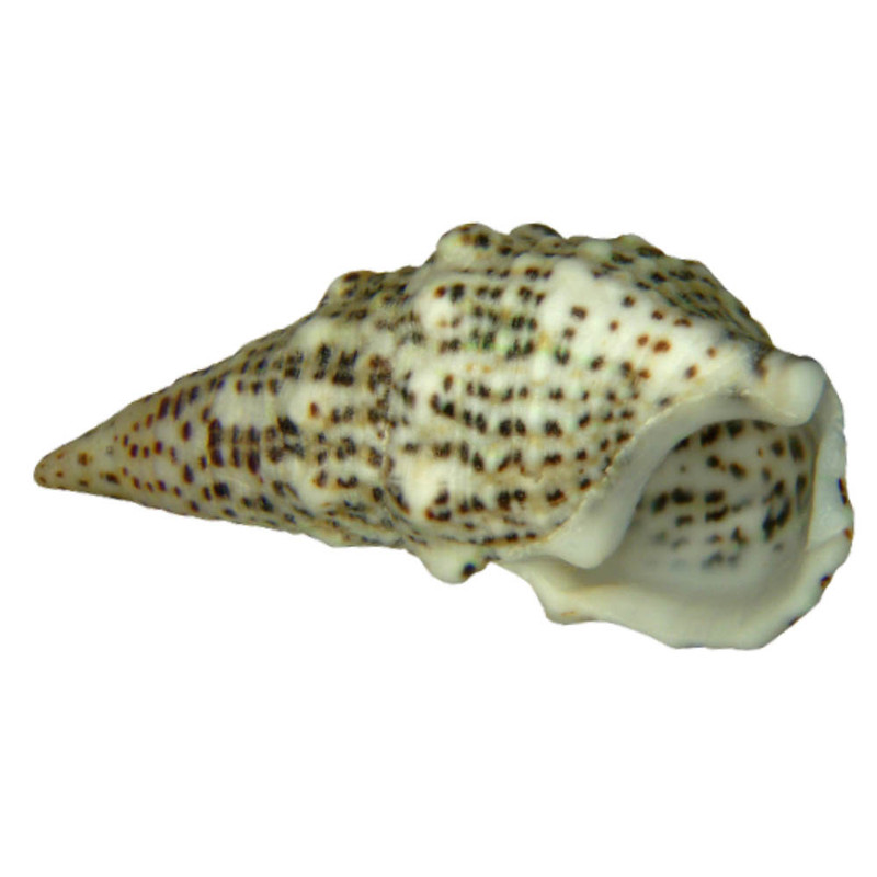(25) Pack Cerith Snail (Cerithium SP) - Cleanup Crew ...