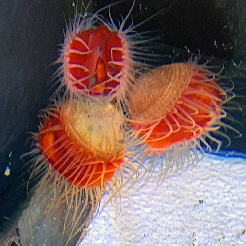 Flame Scallop - Cleanup Crew - SaltwaterAquarium.com