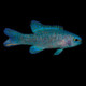 Captive-Bred Yellow Assessor 1.25” – 1.5” (Assessor flavissimus) - ORA ...