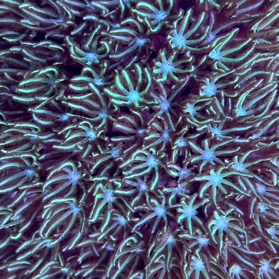 Live Corals from ORA - Saltwater & Marine Reef Aquariums