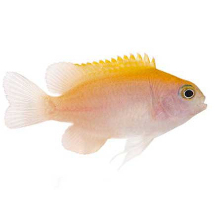 Live - ORA Saltwater Fish - Other ORA Fish - SaltwaterAquarium.com