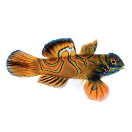 Live - ORA Saltwater Fish - Other ORA Fish - SaltwaterAquarium.com