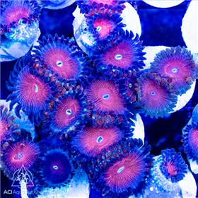 Live - ACI Corals - ACI Soft Corals - SaltwaterAquarium.com