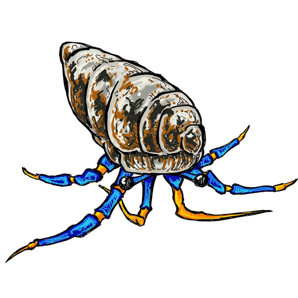 Live Inverts Clean Up Crews - Saltwater & Marine Reef Aquariums