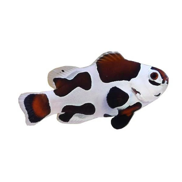 Live - ORA Saltwater Fish - ORA Clownfish - Page 1 - SaltwaterAquarium.com