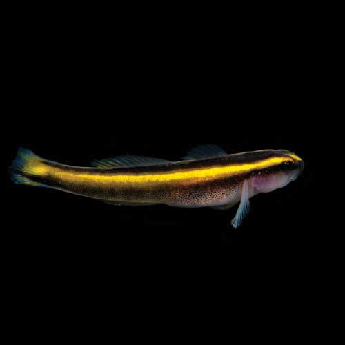Live Fish from ORA - Saltwater & Marine Reef Aquariums