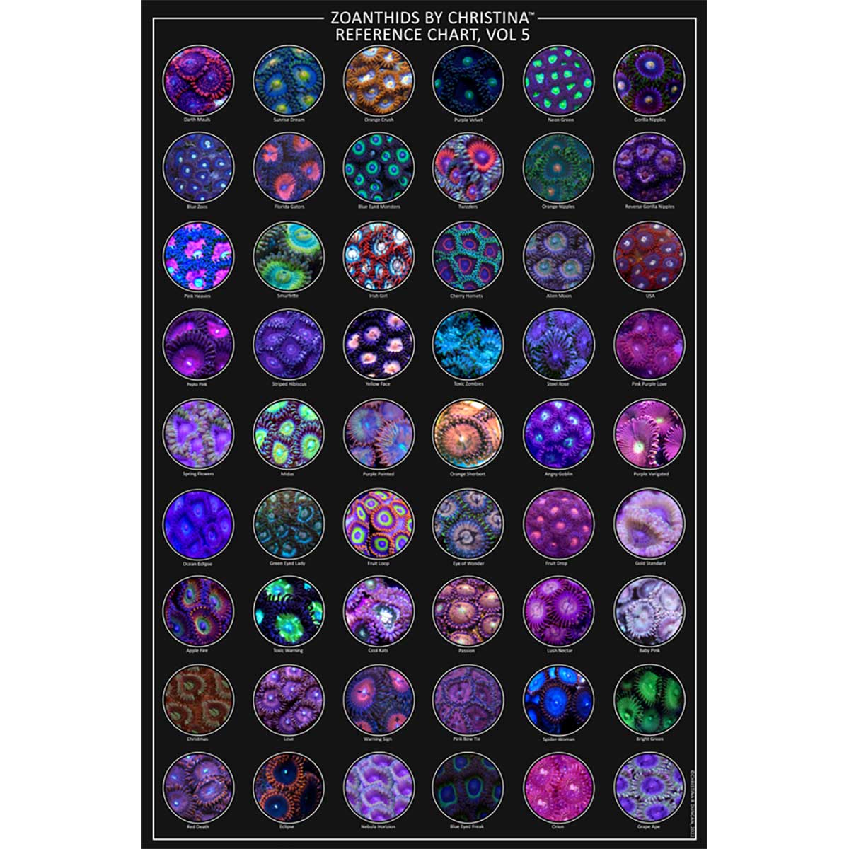 Zoanthids