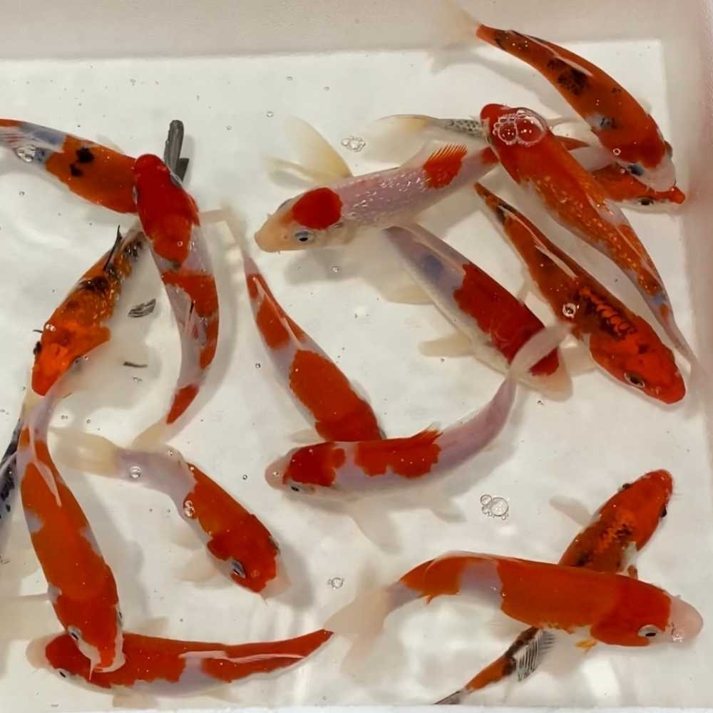 Gosanke Koi 5-6" (Freshwater) Fish - Chicago - SaltwaterAquarium.com