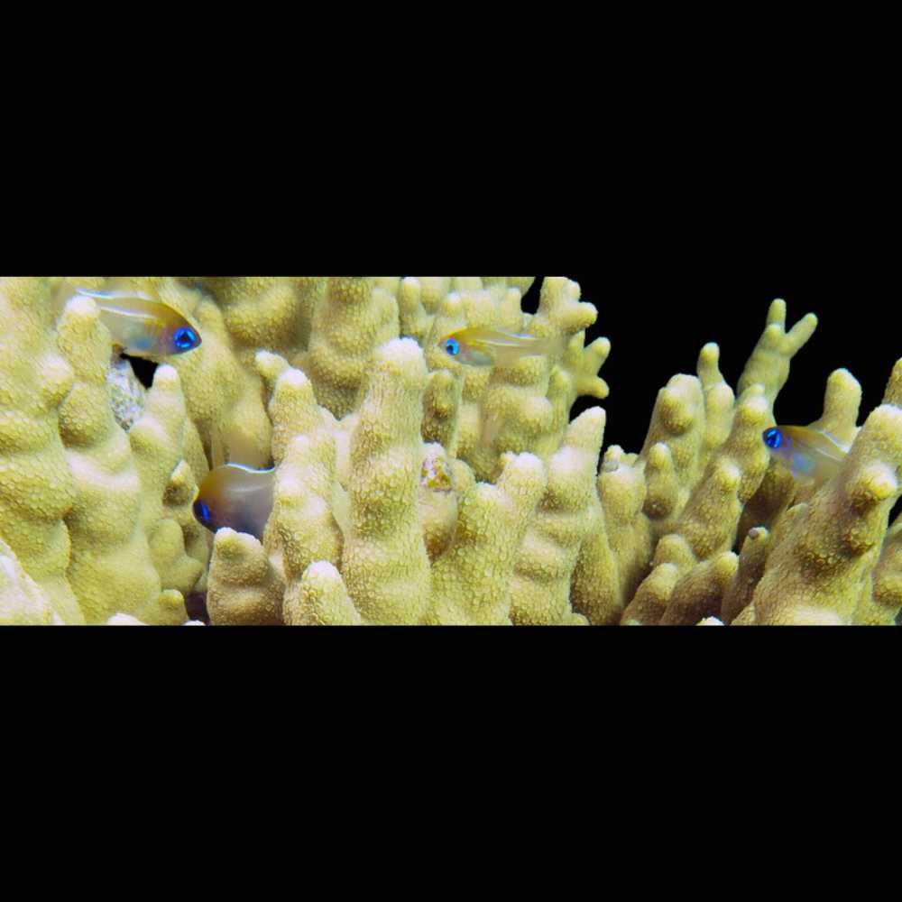 Blue Eyed Cardinalfish (Zoramia Leptacantha) - SAQ Chicago Fish ...