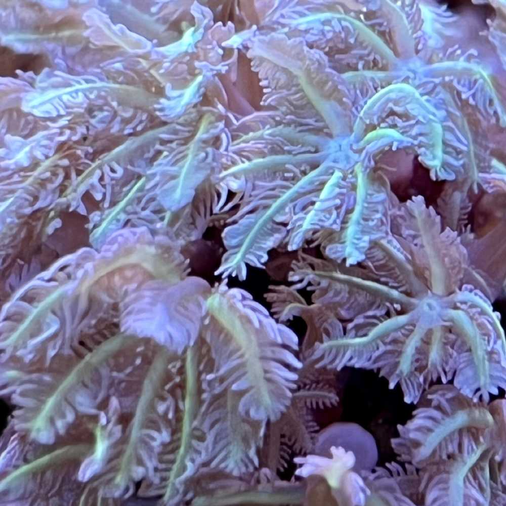 Teal Pipe Organ Coral - SAQ Coral Farm - SaltwaterAquarium.com