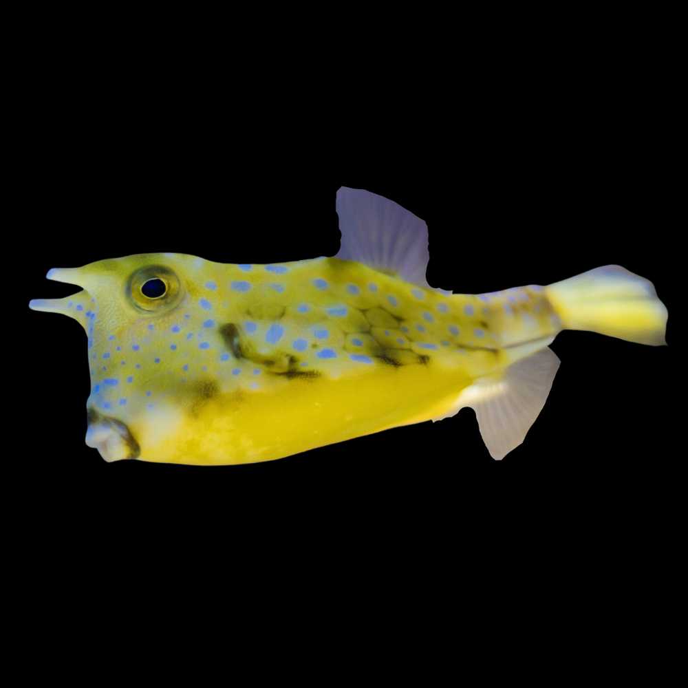 Cowfish Spiny Box Puffer (Lactoria diaphana) - SAQ Chicago Fish ...