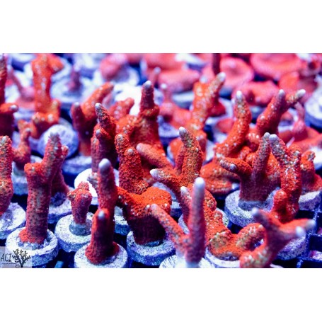 ACI Cultured Forest Fire Digitata Coral - SAQ Coral Farm ...