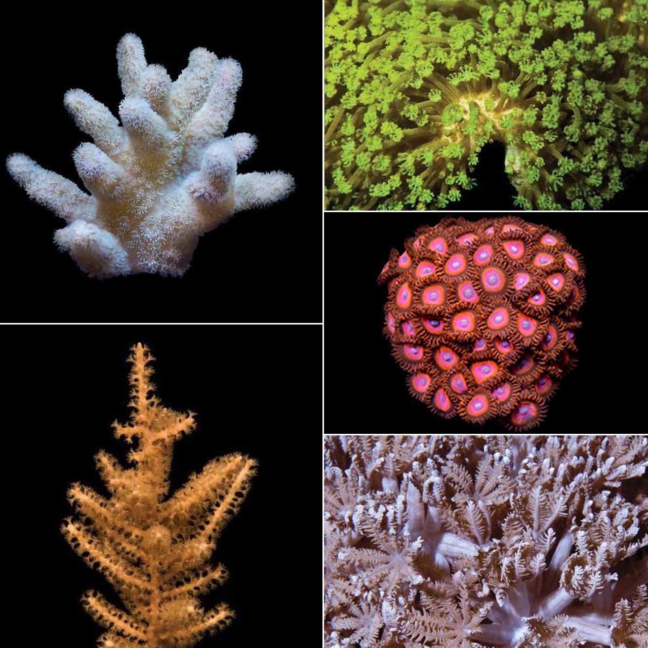 Types Of Soft Corals Types Of Corals: SPS, LPS, Soft,