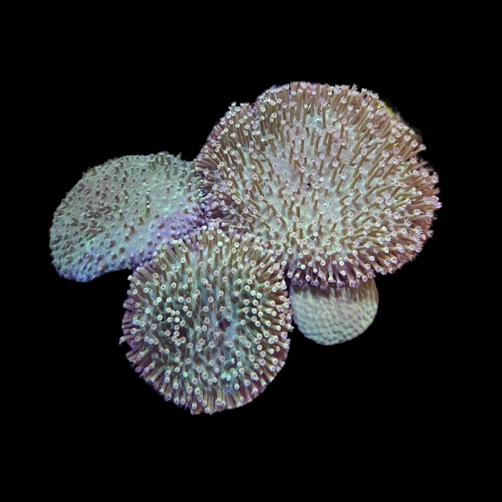 Green Toadstool Leather Coral - SAQ Coral Farm - SaltwaterAquarium.com