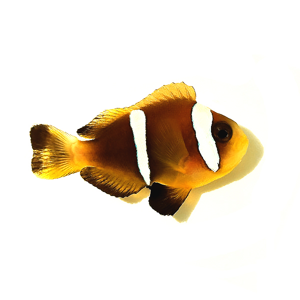 Oman Clownfish (Amphiprion ocellaris) - ORA - SaltwaterAquarium.com