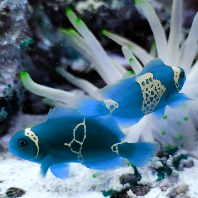 Electric Blue Phantom Designer Clownfish (A.photoshopellaris ...