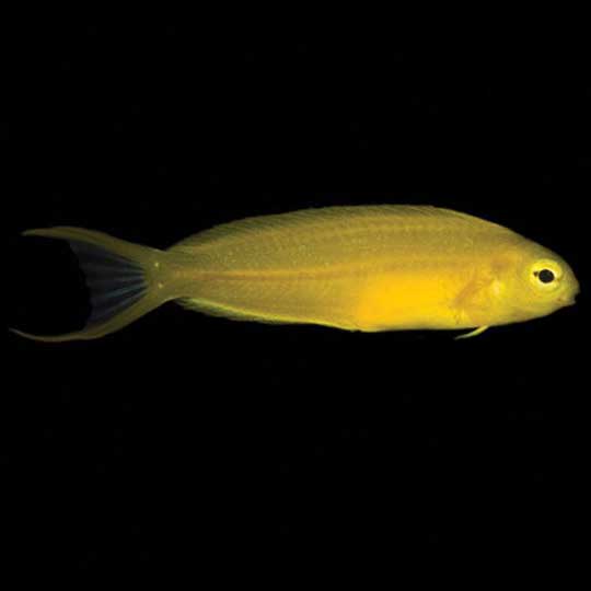Captive-Bred Yellow Canary Blenny (Meiacanthus oualanensis) - ORA ...