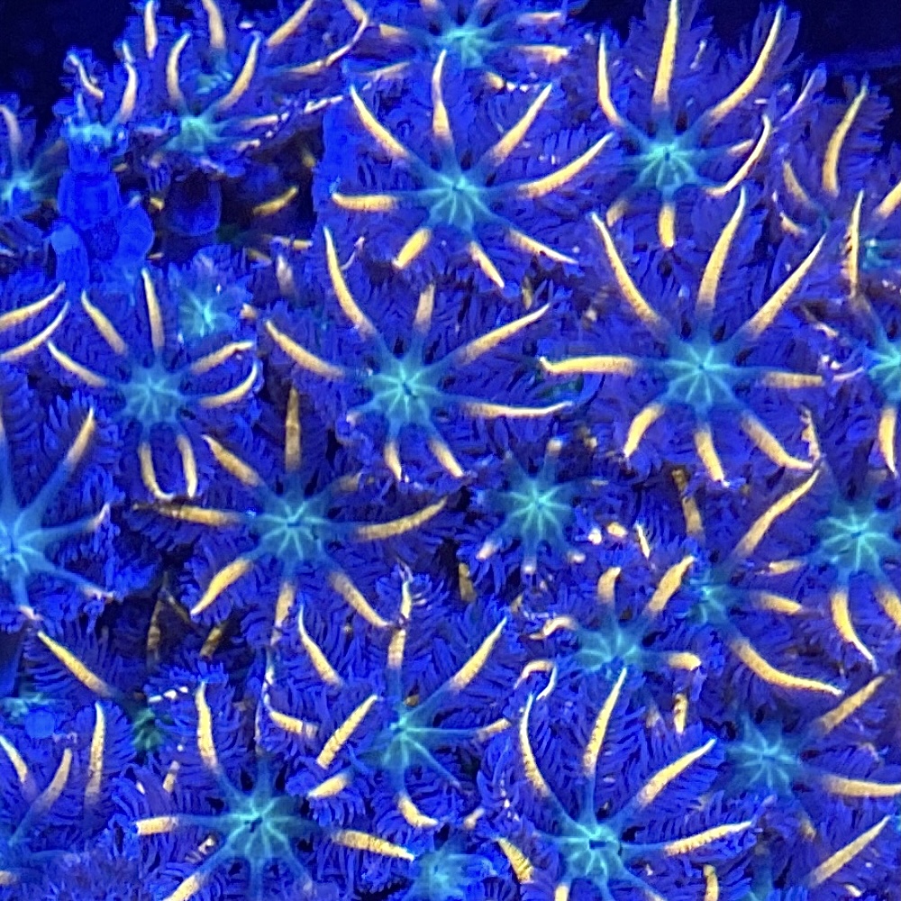 Firework Cloves - SAQ Coral Farm - SaltwaterAquarium.com