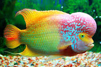 Fish Keeping in China - SaltwaterAquarium.com