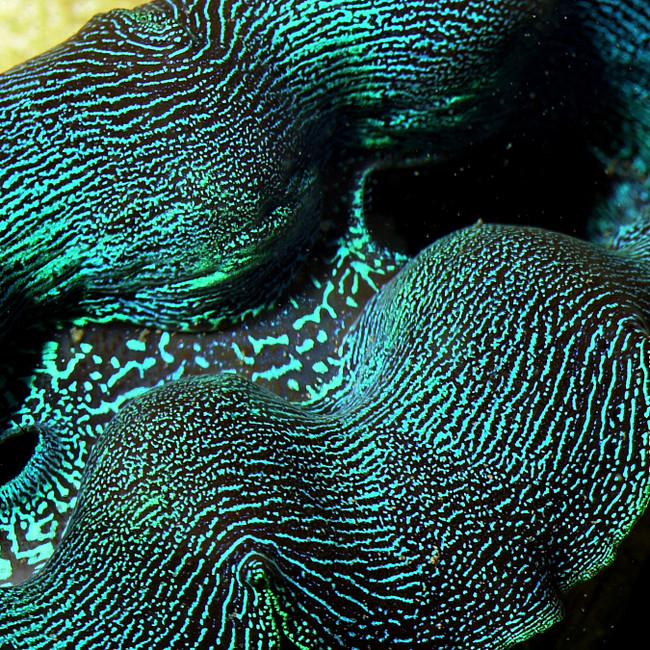 Aquacultured First Grade Crocea Clam 1.25 - 1.5" (Tridacna crocea ...