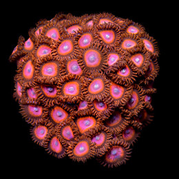 Aquacultured Red Zoanthids Coral (Zoanthus sp.) - ORA ...