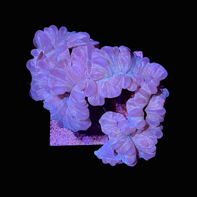 Fox Coral (2" - 6") - SAQ Coral Farm - SaltwaterAquarium.com