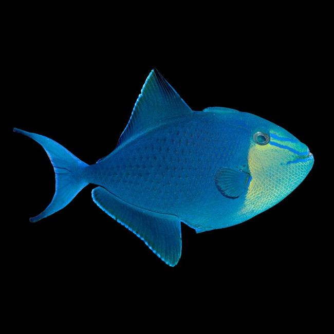 red tooth triggerfish reef safe